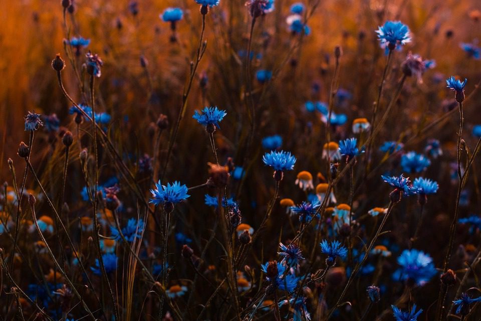 Volver a florecer - RTM Uruguay